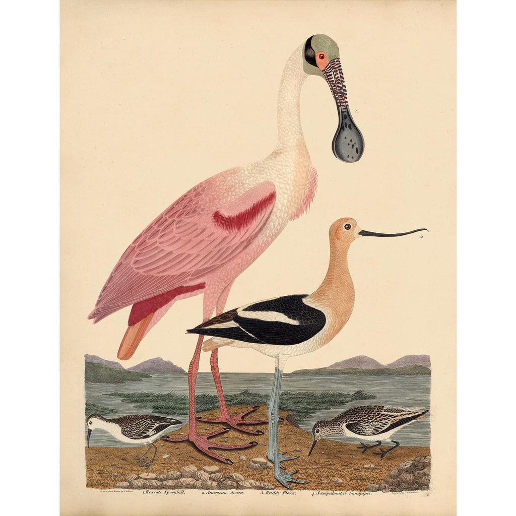 Early American Poster, Spoonbill and Shore Birds – Decorate Great
